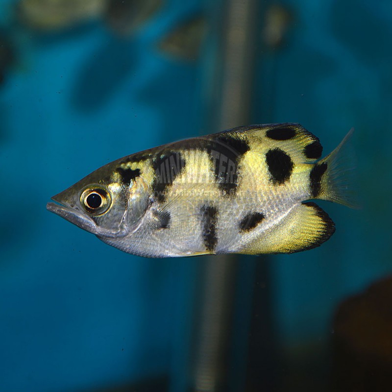 Toxotes blythii "Clouded Archerfish" - Shop MiniWaters.FISH - Online ...