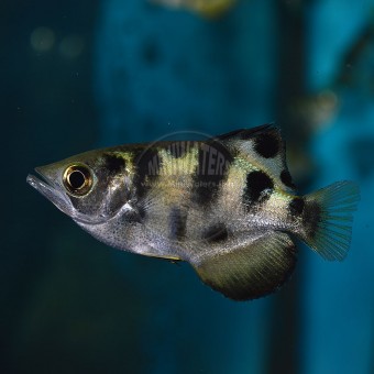 Toxotes microlepis "Golden or Smallscale Archerfish" - Shop MiniWaters ...