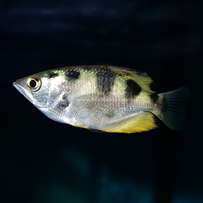 Toxotes microlepis "Golden or Smallscale Archerfish" - Shop MiniWaters ...