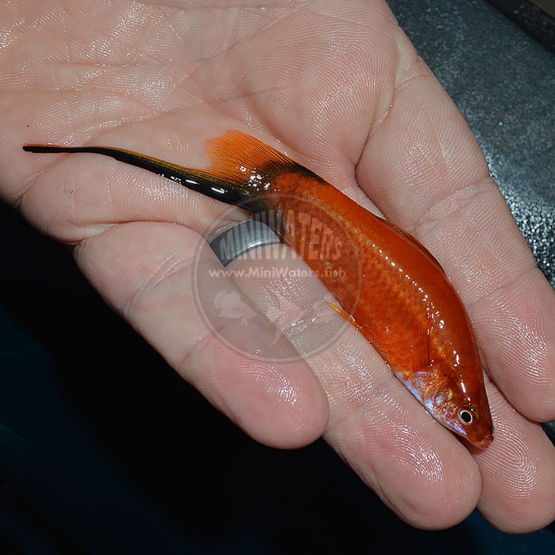Xiphophorus helleri hybrid "Assorted Swordtails" - Shop MiniWaters.FISH ...