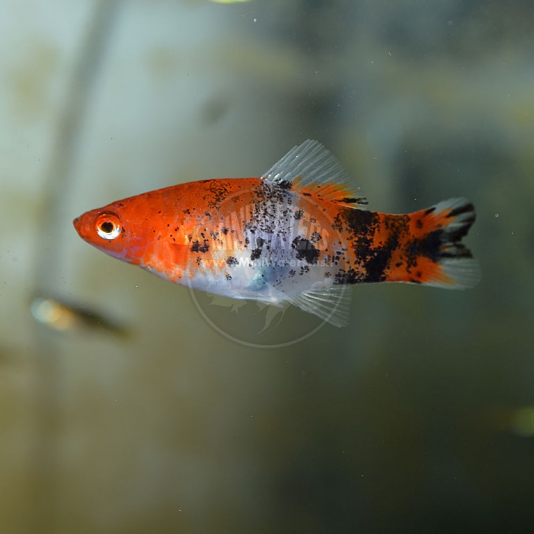 Xiphophorus helleri hybrid "Showa / Sanke Koi Swordtail" - Shop ...