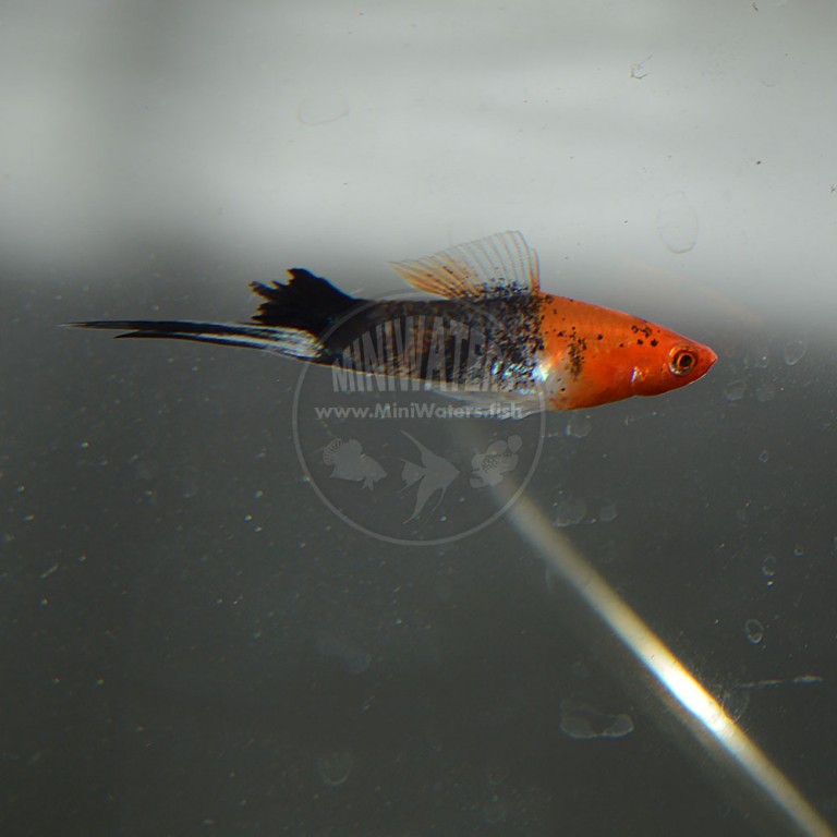 Xiphophorus helleri hybrid "Showa / Sanke Koi Swordtail" - Shop ...