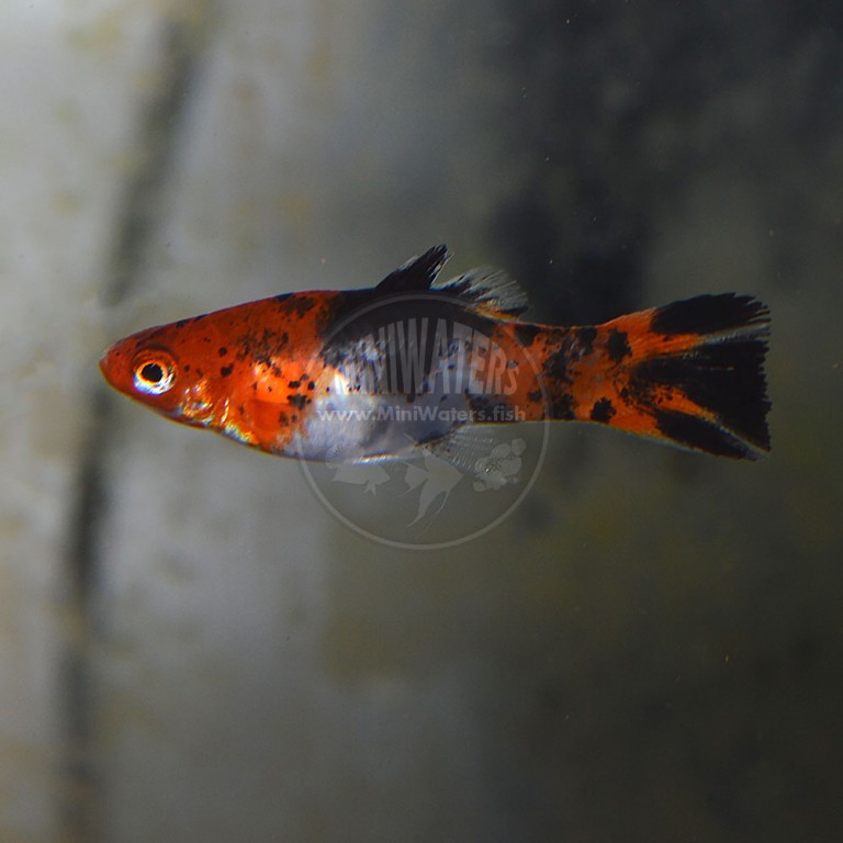 Xiphophorus helleri hybrid "Showa / Sanke Koi Swordtail" - Shop ...