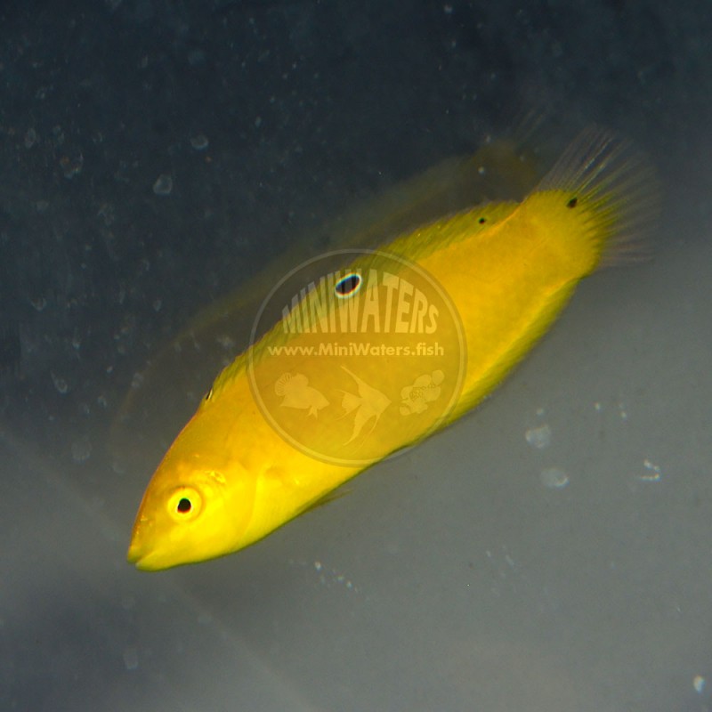 Wetmorella nigropinnata "Yellow Banded Possum Wrasse" - Shop MiniWaters ...