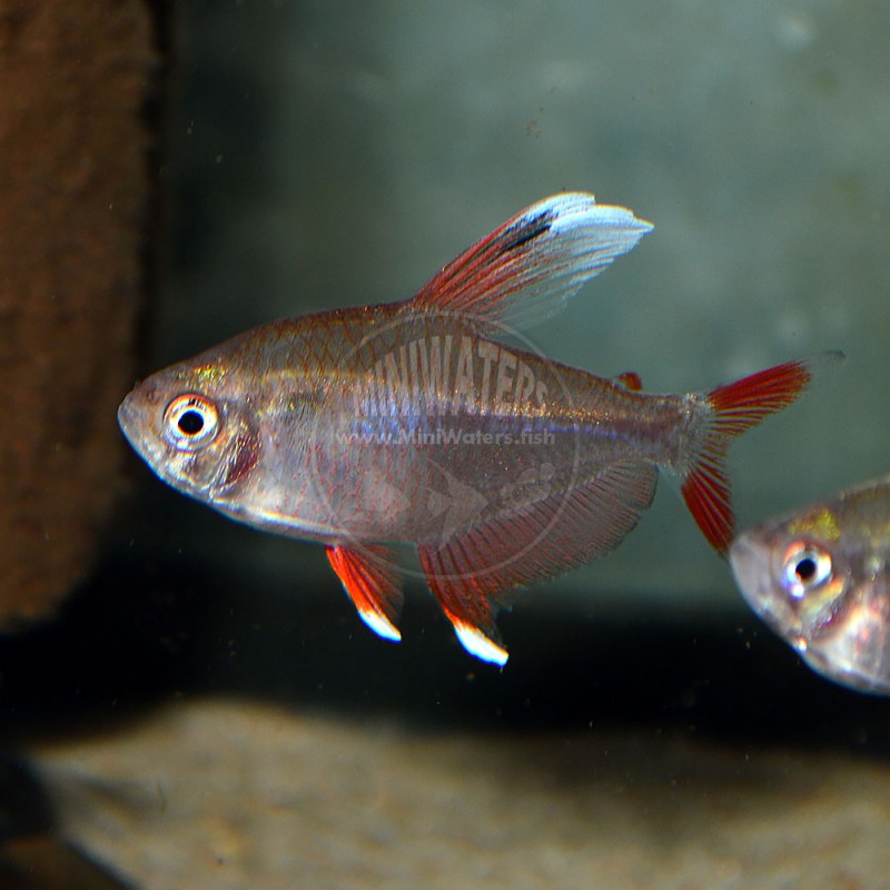 Hyphessobrycon elachys "Veilfin Tetra" - Shop MiniWaters.FISH - Online ...