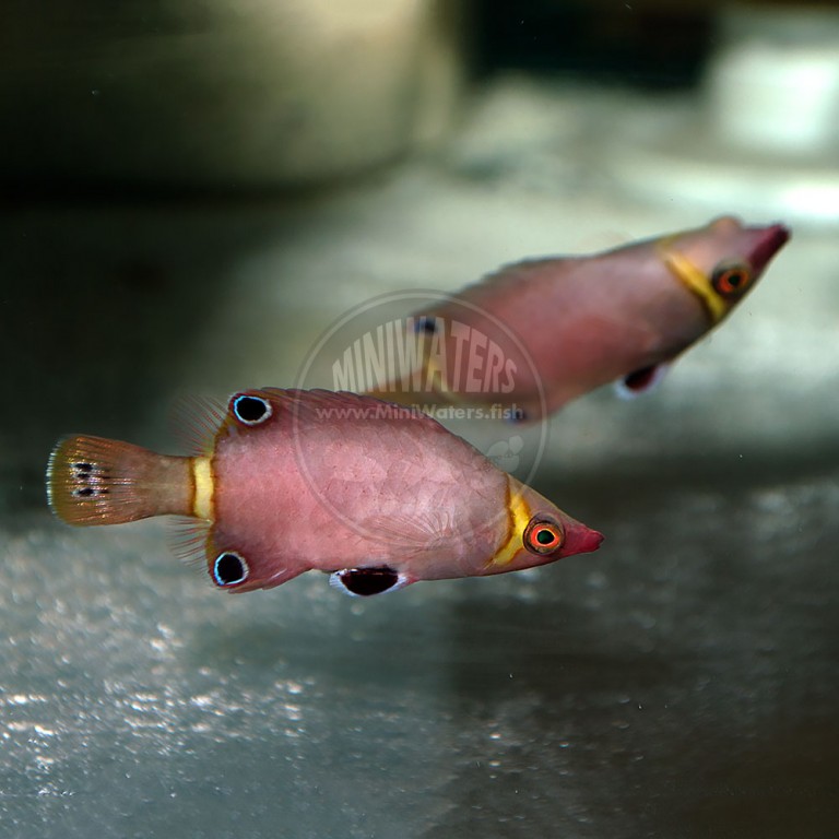 Wetmorella nigropinnata "Yellow Banded Possum Wrasse" - Shop MiniWaters ...