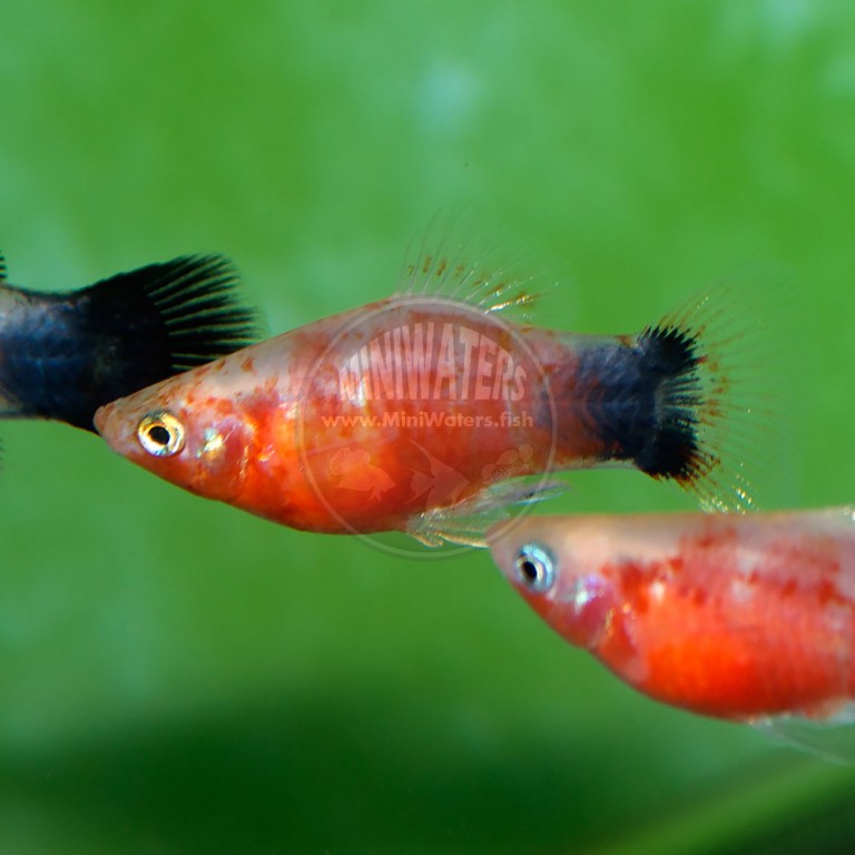 Xiphophorus maculatus hybrid "Red Tiger / Bleeding Heart Platy" - Shop ...