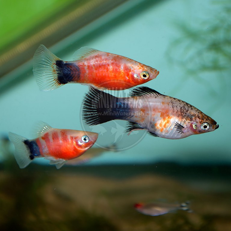 Xiphophorus maculatus hybrid "Red Tiger / Bleeding Heart Platy" - Shop ...