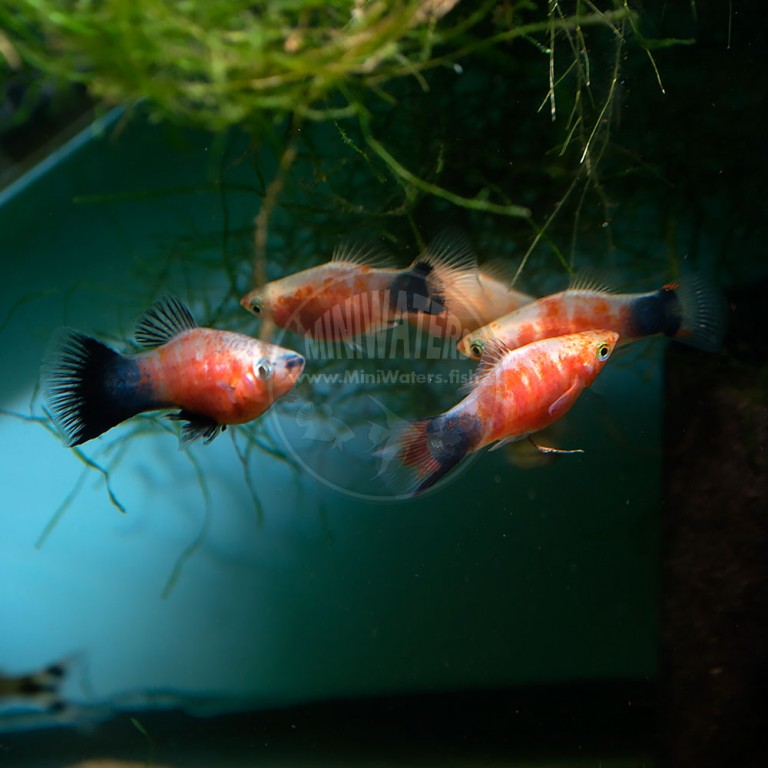 Xiphophorus maculatus hybrid "Red Tiger / Bleeding Heart Platy" - Shop ...