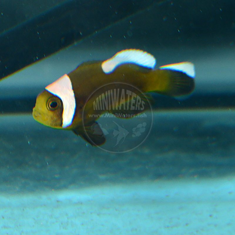 Amphiprion polymnus "Brown Saddleback" Clownfish, Captive Bred - Shop ...