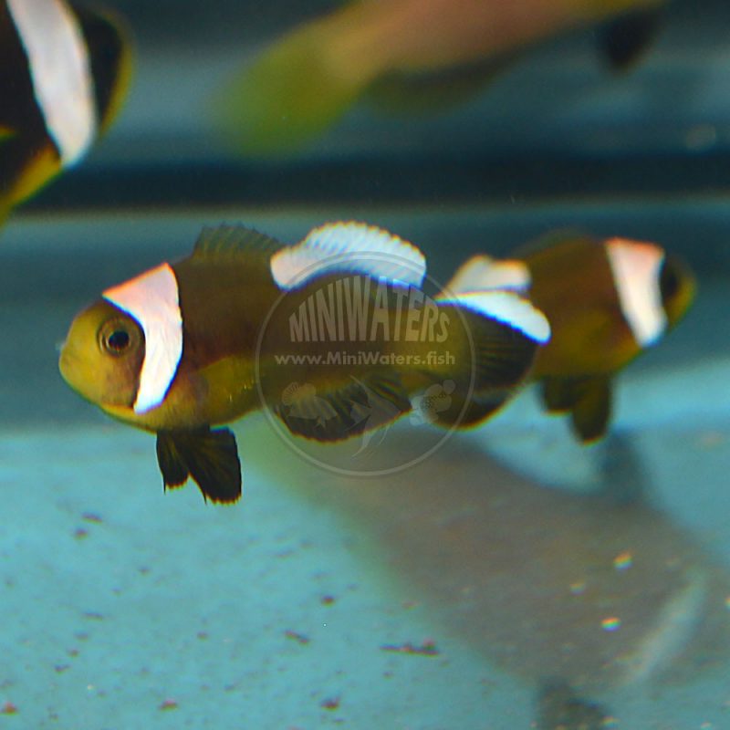 Amphiprion polymnus "Brown Saddleback" Clownfish, Captive Bred - Shop MiniWaters.FISH - Online ...