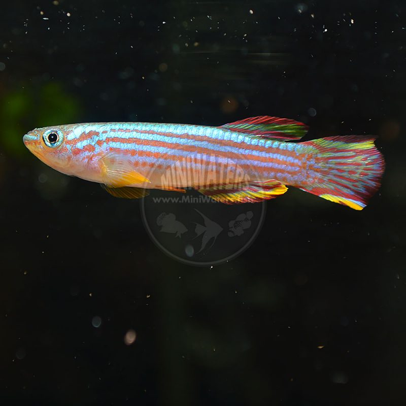 Aphyosemion striatum "Red-striped Killifish" - Shop MiniWaters.FISH - Online Aquarium & Vivarium ...