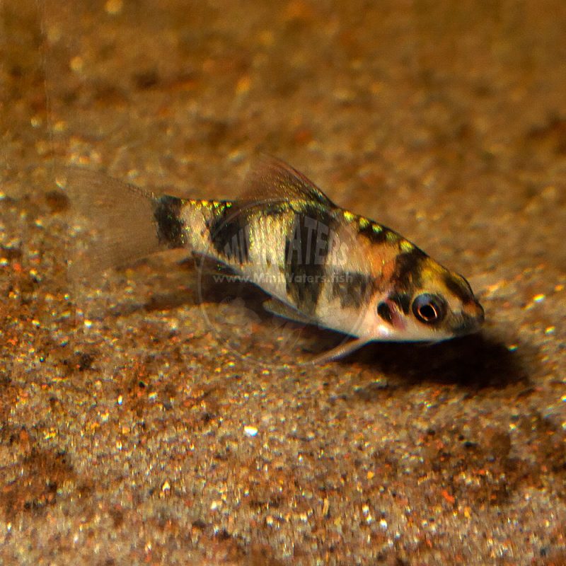 Dawkinsia rohani "Rohan's Barb" - Shop MiniWaters.FISH - Online ...
