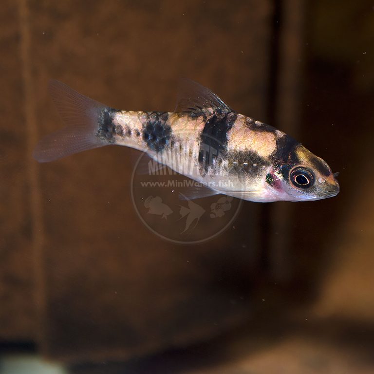 Dawkinsia rohani "Rohan's Barb" - Shop MiniWaters.FISH - Online ...