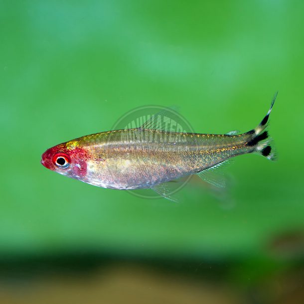 Hyphessobrycon elachys "Veilfin Tetra" - Shop MiniWaters.FISH - Online ...