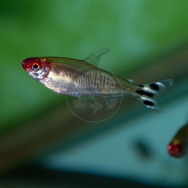 Hemigrammus bleheri "Rummynose Tetra" - Shop MiniWaters.FISH - Online ...
