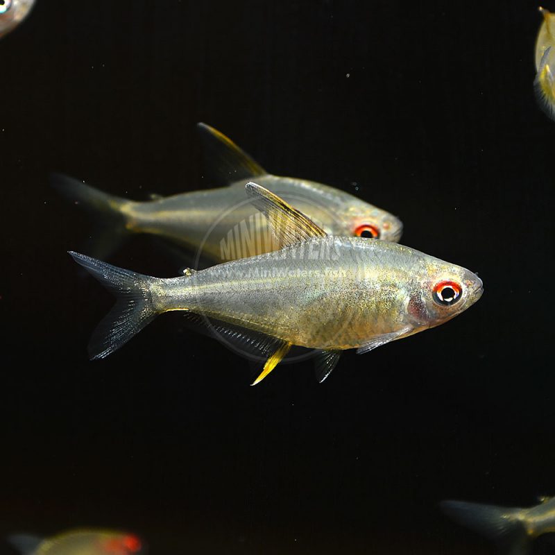 Hyphessobrycon elachys "Veilfin Tetra" - Shop MiniWaters.FISH - Online ...