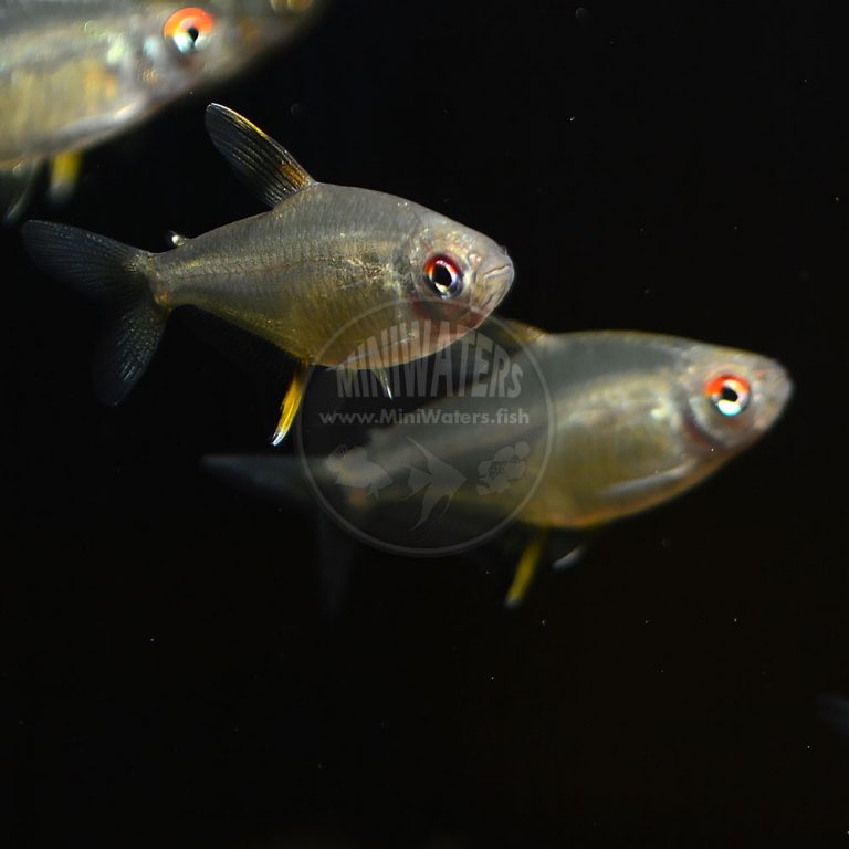 Hyphessobrycon elachys "Veilfin Tetra" - Shop MiniWaters.FISH - Online ...