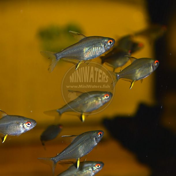 Hyphessobrycon pulchripinnis "Lemon Tetra" - Shop MiniWaters.FISH ...