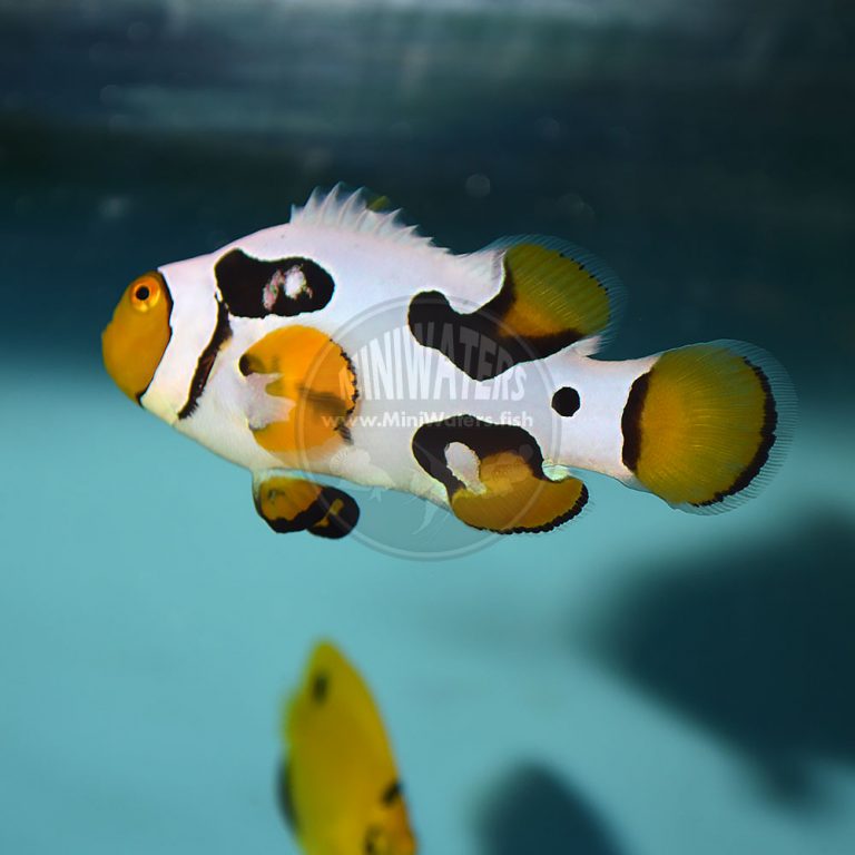 Amphiprion percula "Nebula" Percula Clownfish, A-Grade, WYSIWYG, 7-18 ...