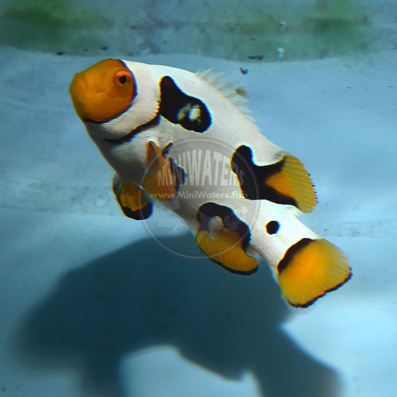 Amphiprion percula "Nebula" Percula Clownfish, A-Grade, WYSIWYG, 7-18 ...