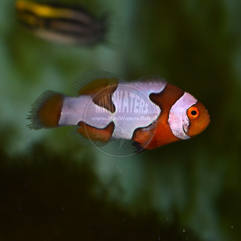 Amphiprion percula "Picasso" Percula Clownfish, Premium Grade - Shop ...