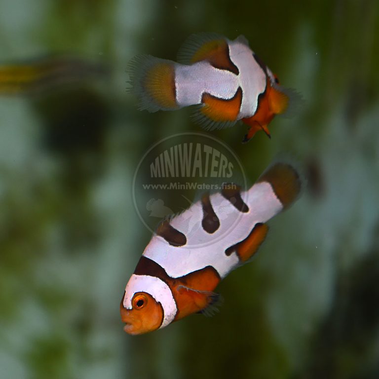 Amphiprion percula "Picasso" Percula Clownfish, Premium Grade - Shop ...