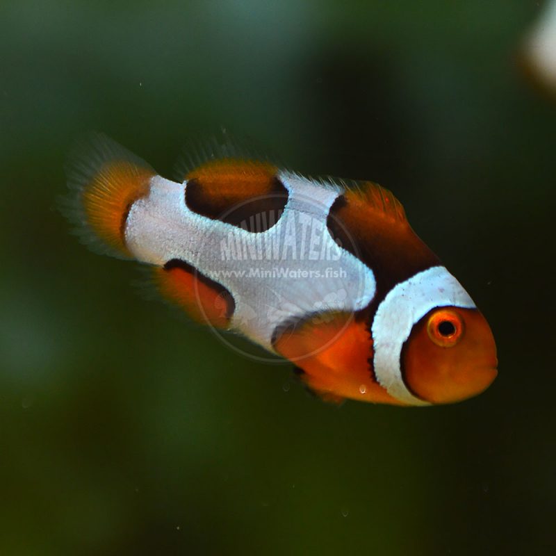 Amphiprion percula "Picasso" Percula Clownfish, Premium Grade - Shop ...