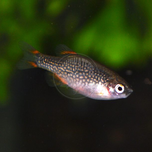 Danio margaritatus "Celestial Pearl Danio / Galaxy Rasbora" - Shop ...