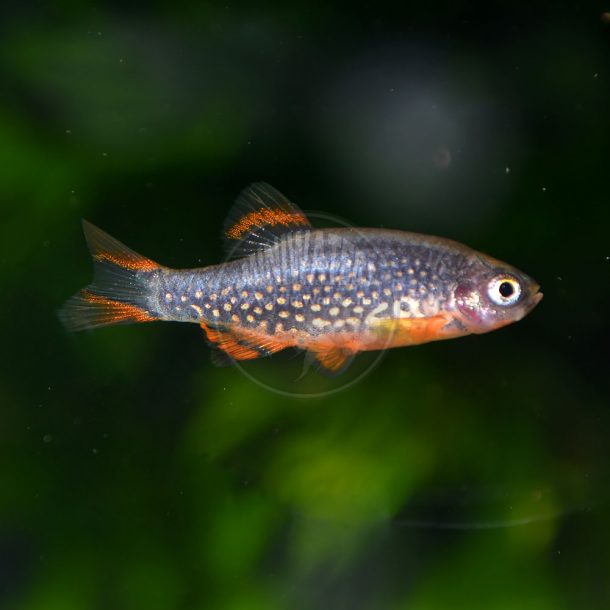 Devario sondhii "Fireline Danio" - Shop MiniWaters.FISH - Online ...