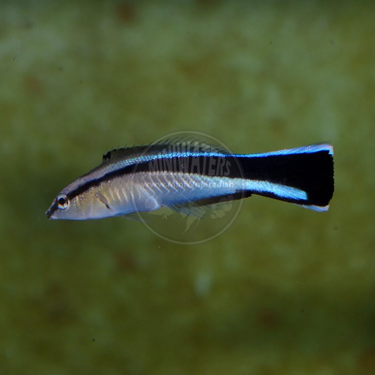 Wetmorella nigropinnata "Yellow Banded Possum Wrasse" - Shop MiniWaters ...