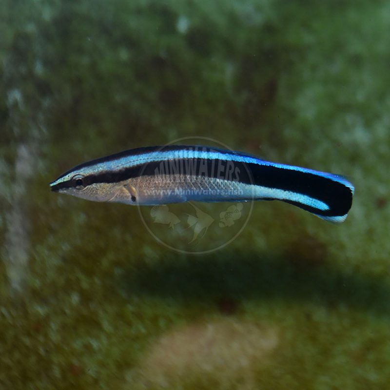 Wetmorella nigropinnata "Yellow Banded Possum Wrasse" - Shop MiniWaters ...
