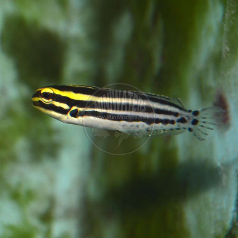 Meiacanthus kamoharai "Kamohara Blenny", Captive Bred - Shop MiniWaters ...