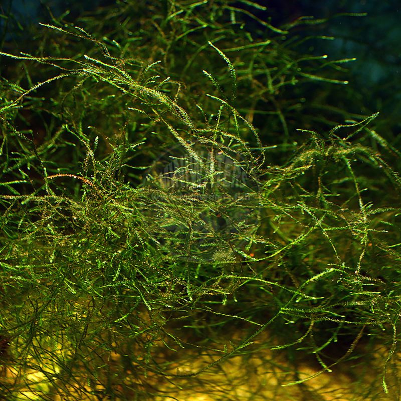Taxiphyllum barbieri "Java Moss" - Shop MiniWaters.FISH - Online ...