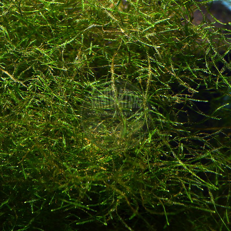 Taxiphyllum barbieri "Java Moss" - Shop MiniWaters.FISH - Online ...