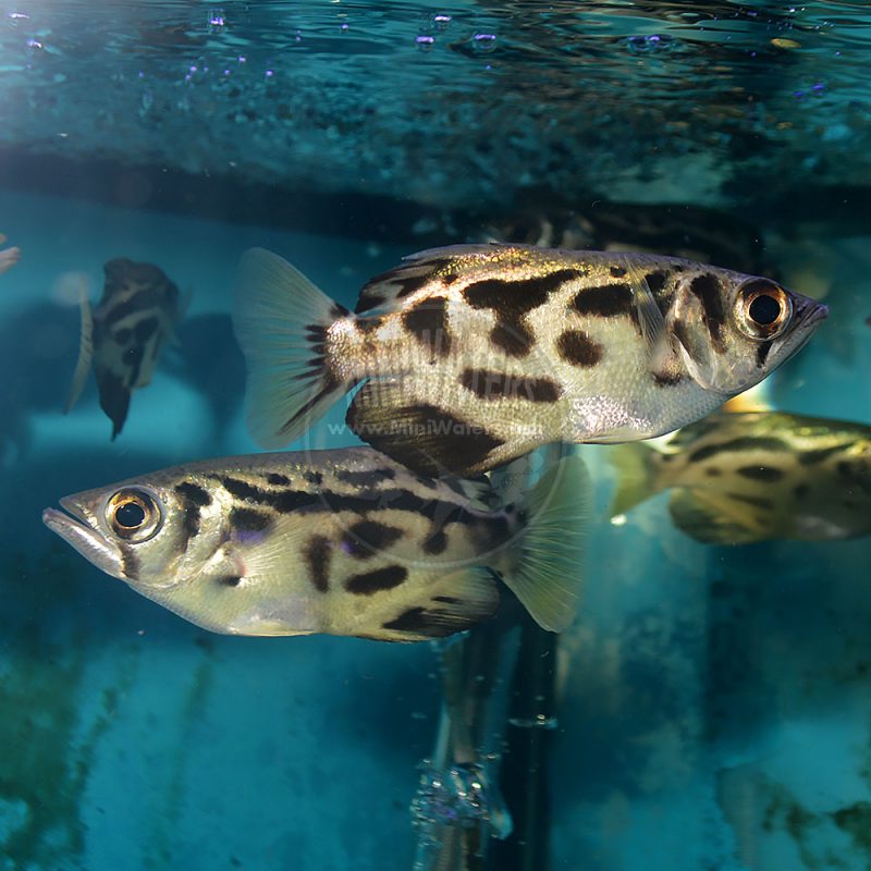Toxotes blythii "Clouded Archerfish" - Shop MiniWaters.FISH - Online ...