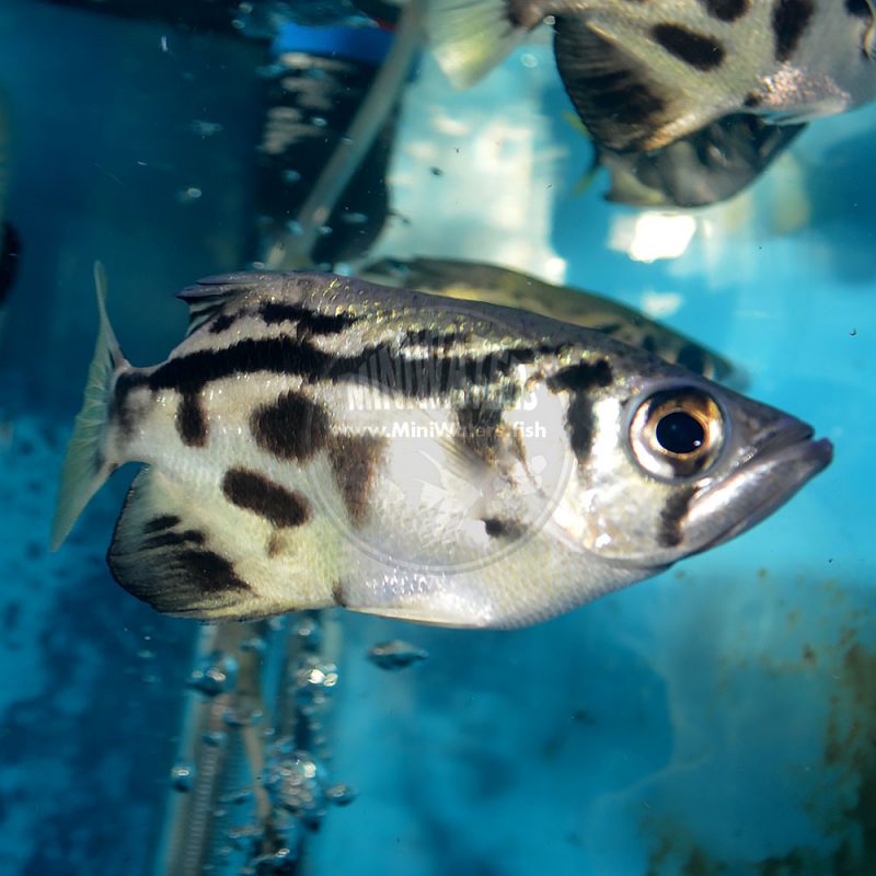 Toxotes blythii "Clouded Archerfish" - Shop MiniWaters.FISH - Online ...