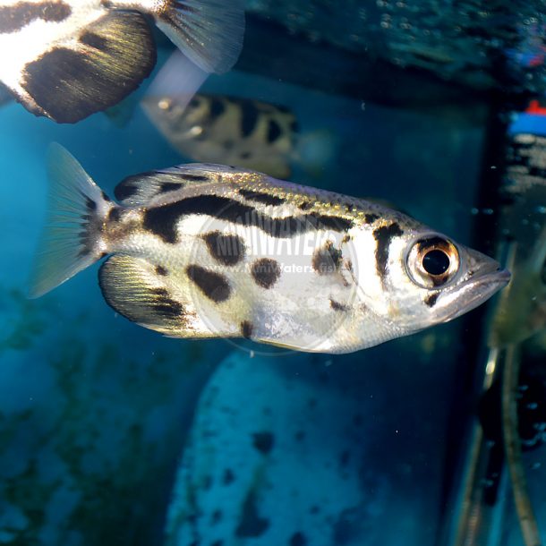 Toxotes blythii "Clouded Archerfish" - Shop MiniWaters.FISH - Online ...