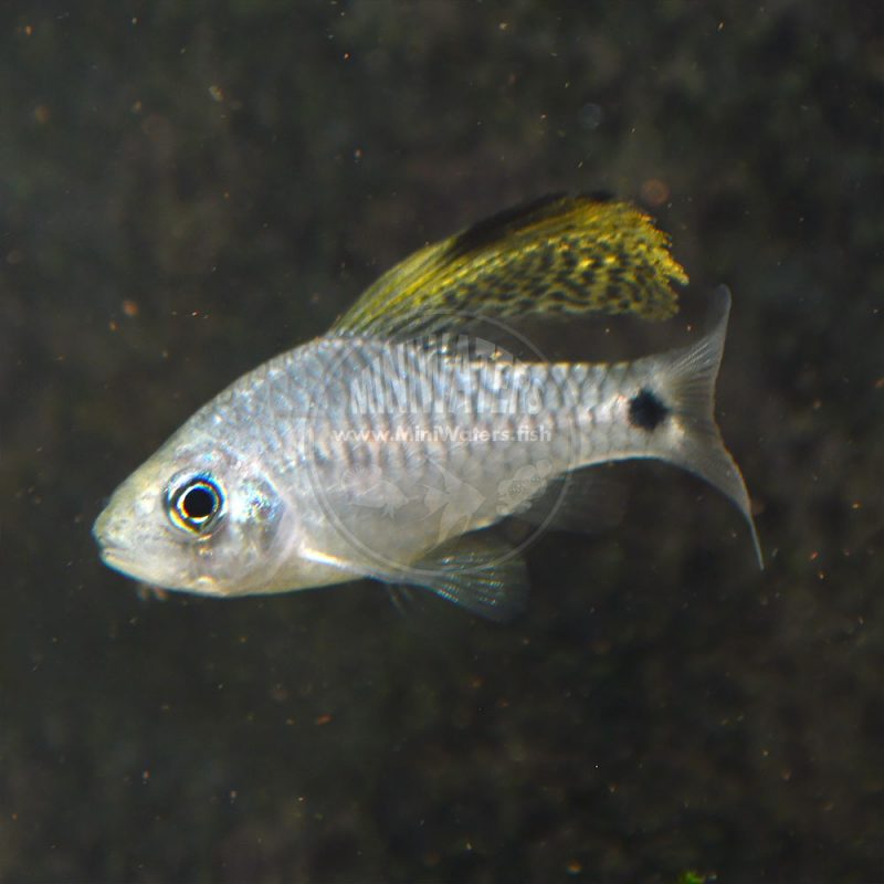 Haludaria fasciata "Melon Barb" - Shop MiniWaters.FISH - Online ...