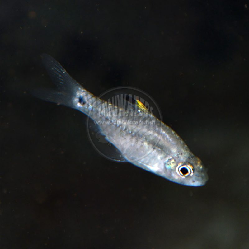 Dawkinsia rohani "Rohan's Barb" - Shop MiniWaters.FISH - Online ...