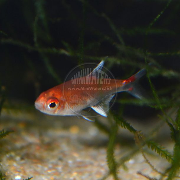 Axelrodia riesei "Ruby Tetra" - Shop MiniWaters.FISH - Online Aquarium ...