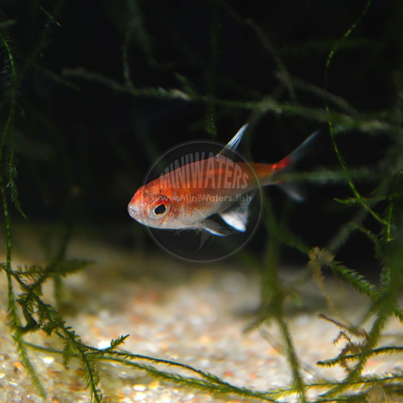 Axelrodia riesei "Ruby Tetra" - Shop MiniWaters.FISH - Online Aquarium ...