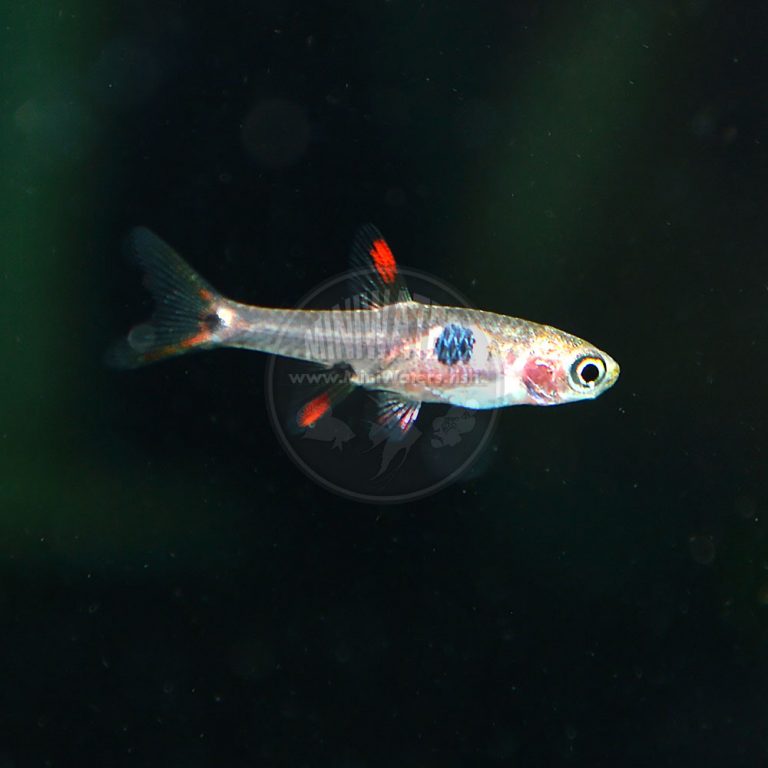 Boraras naevus "Strawberry Rasbora" - Shop MiniWaters.FISH - Online ...