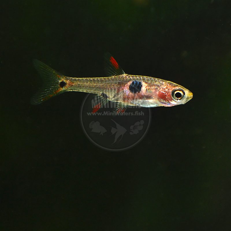 Rasboras Archives - Shop MiniWaters.FISH - Online Aquarium & Vivarium ...