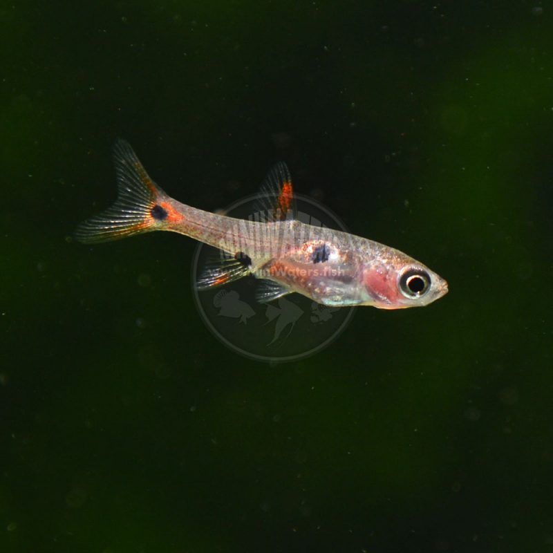Rasboras Archives - Shop MiniWaters.FISH - Online Aquarium & Vivarium ...