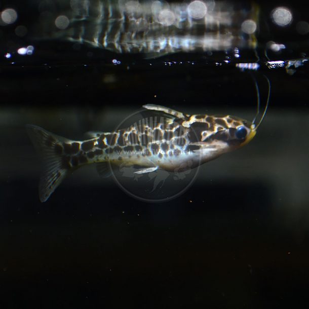Corydoras schwartzi "Schwartz's Cory Catfish" - Shop MiniWaters.FISH ...