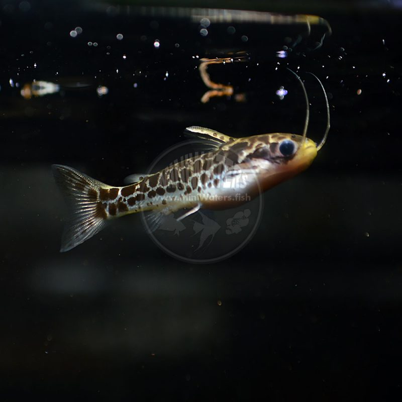 Corydoras schwartzi "Schwartz's Cory Catfish" - Shop MiniWaters.FISH ...