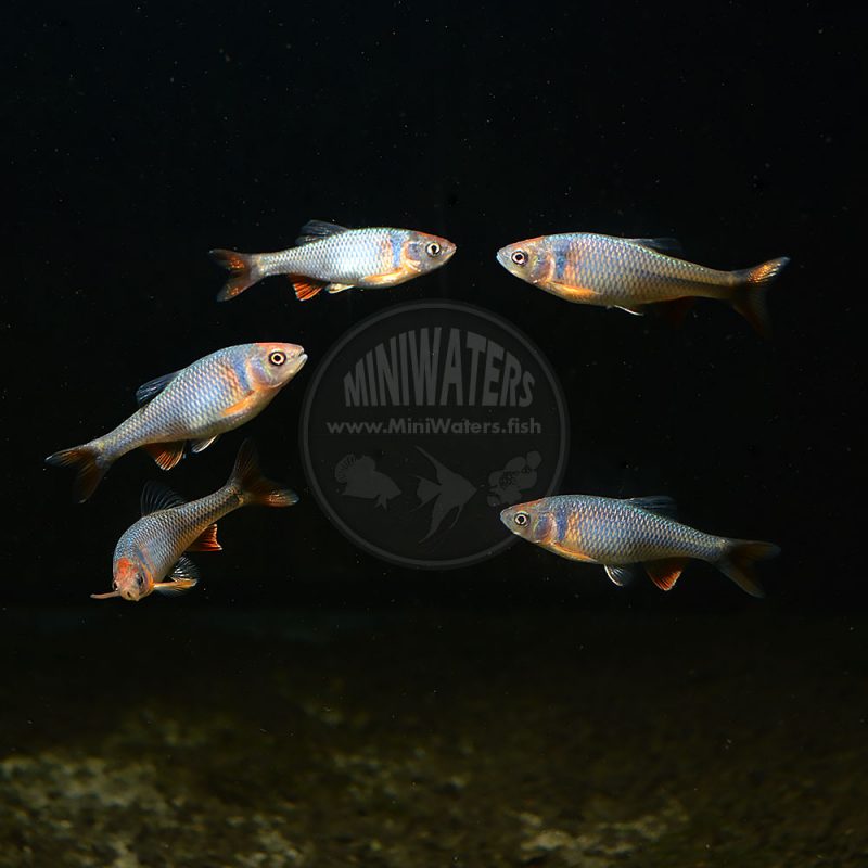 Cyprinella lutrensis "Rainbow Dace / Red Shiner" - Shop MiniWaters.FISH ...