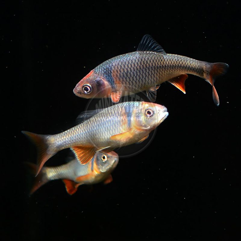 Cyprinella lutrensis "Rainbow Dace / Red Shiner" - Shop MiniWaters.FISH ...