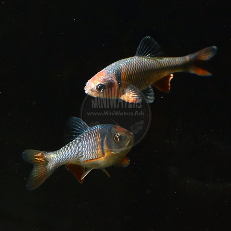 Cyprinella lutrensis "Rainbow Dace / Red Shiner" - Shop MiniWaters.FISH ...